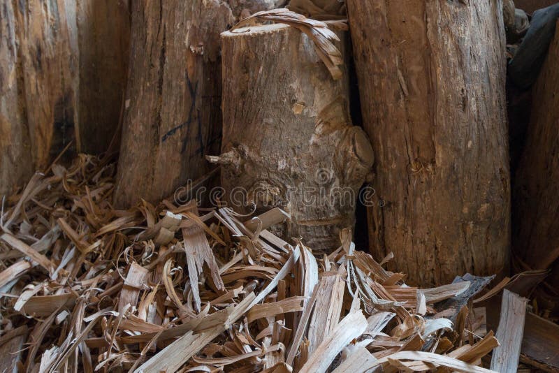Big Log the Area Around the Wood and Dust Stock Photo - Image of nature ...