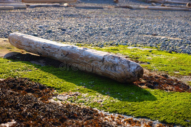 BIg Log Lying on the River Shore in Some Moss Stock Image - Image of ...