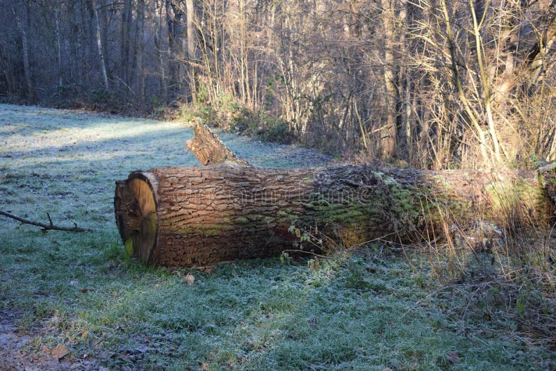 Big log at the roadside stock photo. Image of forest - 237608452