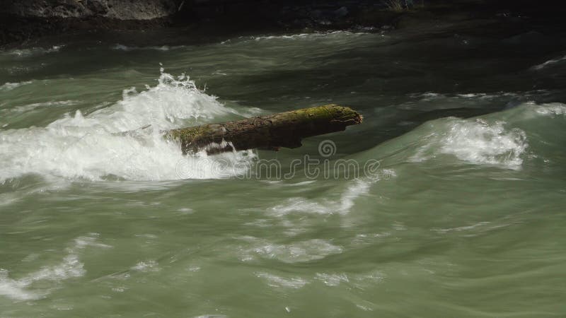 Big Log Sticks in a Wild Flowing River in the Mountains Stock Video ...