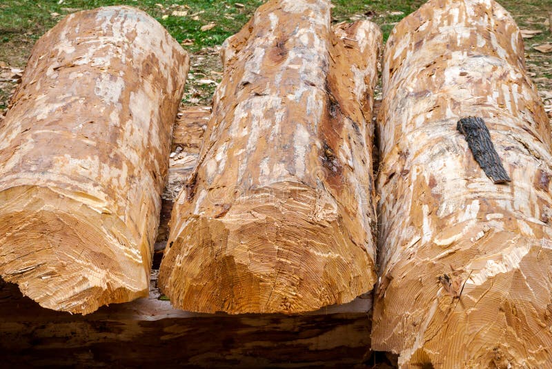 Big Logs Lying on the Ground Stock Photo - Image of building, bark ...