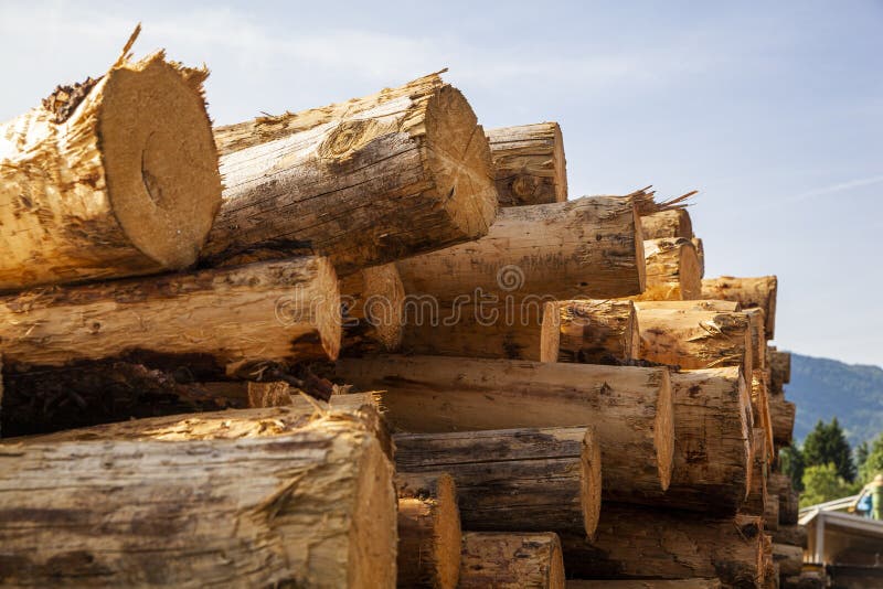 Big logs stock photo. Image of bark, renewable, forestry - 168374358