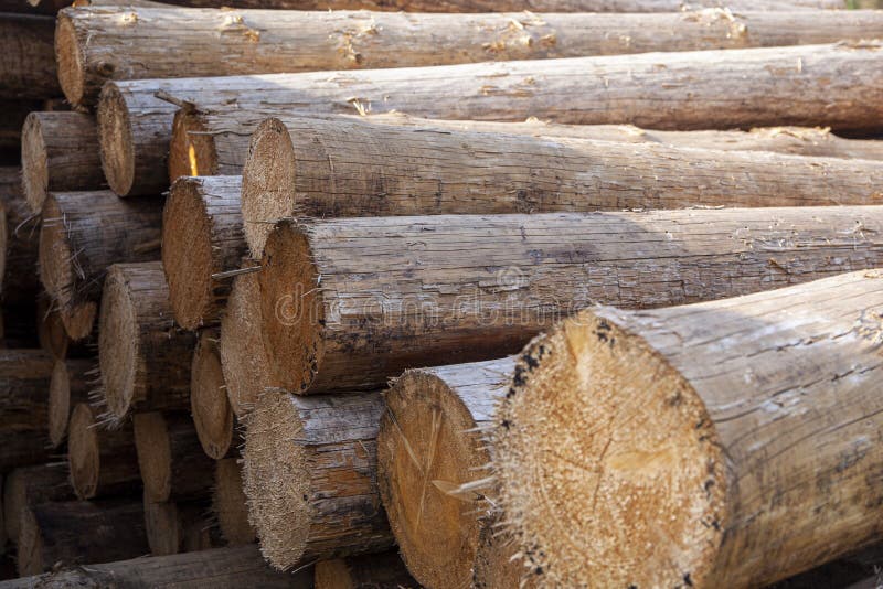 Big logs stock image. Image of renewable, ecology, nature - 168374505