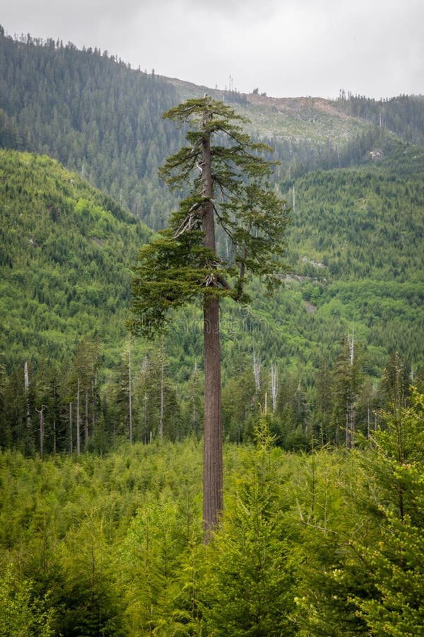 Big Lonely Doug in a Clear-cut Forest Stock Photo - Image of ...