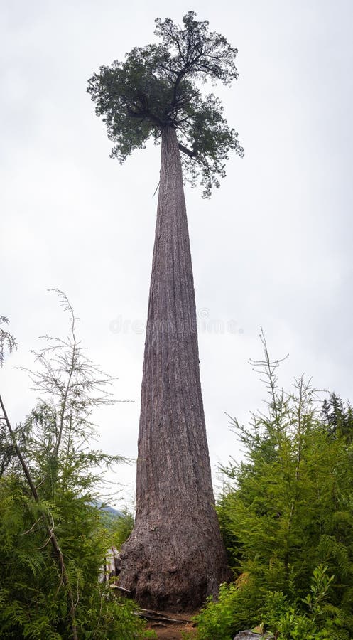 Big Lonely Doug Vertical Pano Stock Photo - Image of landmark, tall ...