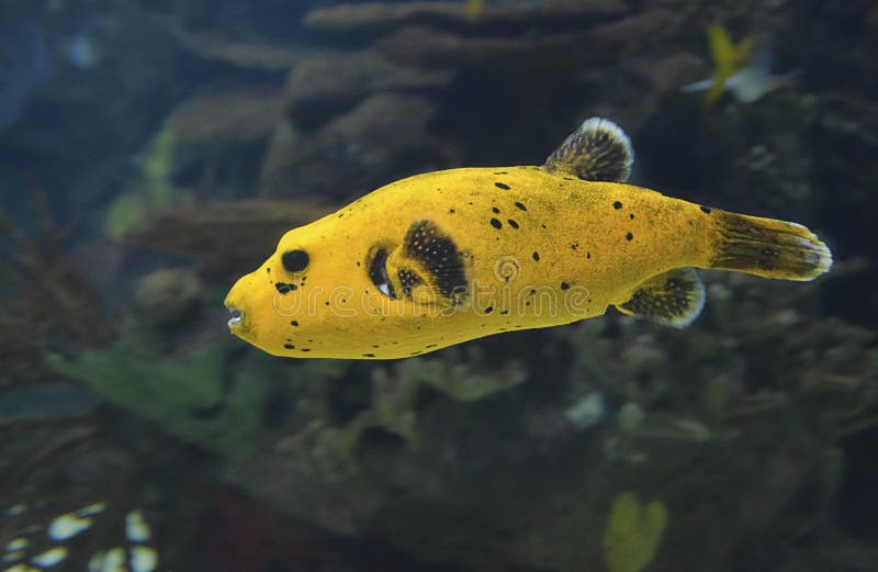 Big Fish Mouth No Teeth Stock Photos - Free & Royalty-Free Stock Photos ...