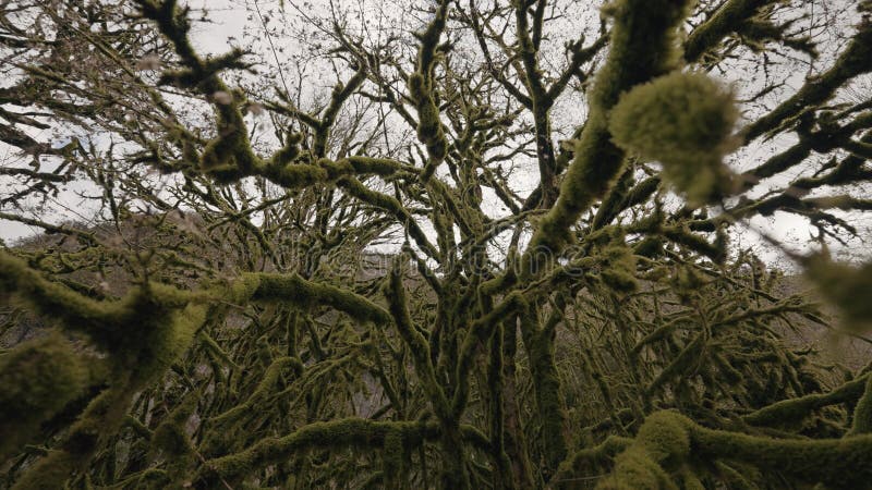 Tree with Twisted Roots in Asia. Stock Image - Image of colorful ...