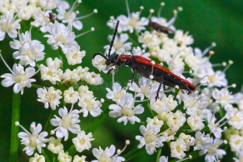 Big Long Red Bug on the Small Flowers Stock Image - Image of close ...