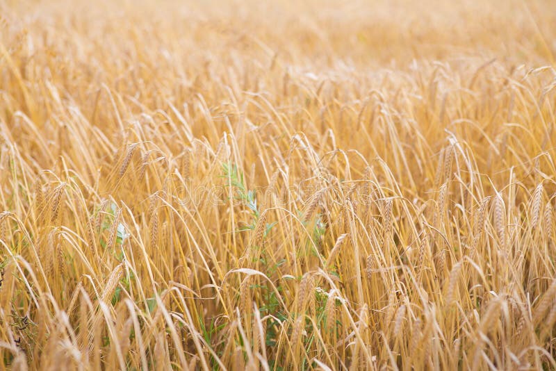 Big and Long Wheat Field in the Summer, Time To Harvest Stock Photo ...
