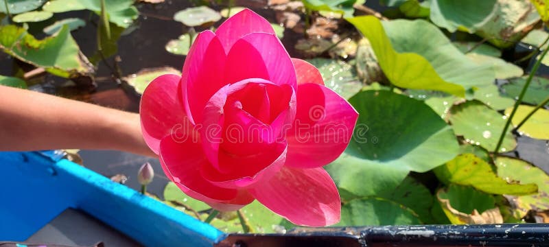 Big Lotus Flower Sam Roi Yot Stock Photo - Image of lotus, flower ...
