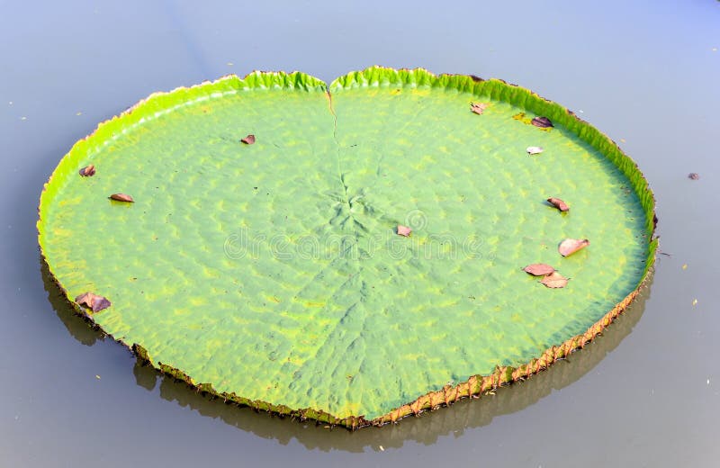 Big lotus leaf stock image. Image of label, park, alone - 28352729