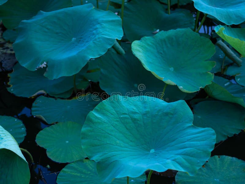 Big Lotus Leaf Background in Nature Stock Image - Image of bright ...