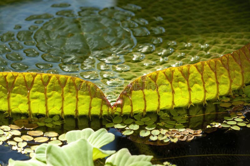 Big lotus leaf stock image. Image of lake, background - 194925983