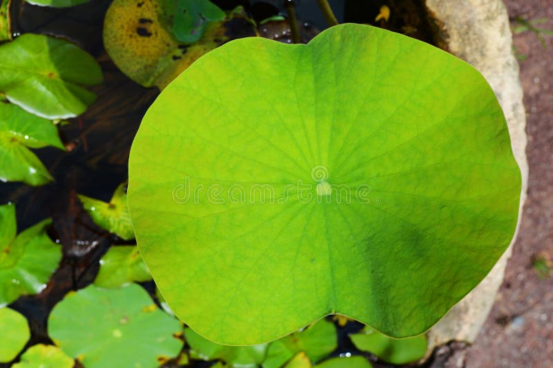 Big Lotus leaf stock photo. Image of closeup, plant, leaf - 42229212