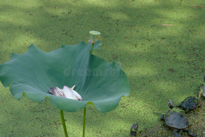 A Big Lotus Leaf. at Lotu Pool, at Summer Stock Photo - Image of ...