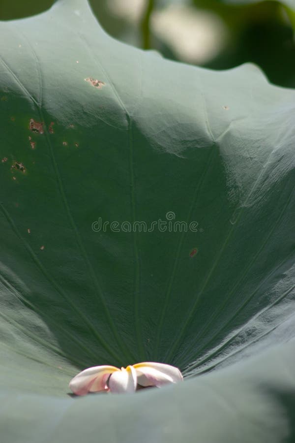 A Big Lotus Leaf. at Lotu Pool, at Summer Stock Photo - Image of close ...