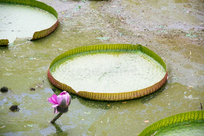 The big lotus leaf stock photo. Image of spring, grow - 62544268