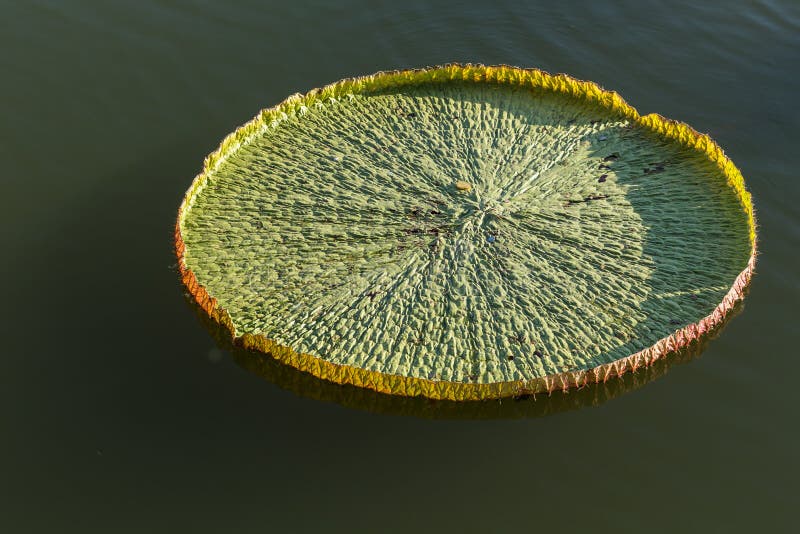 Big lotus leaf stock image. Image of pond, nature, beauty - 50371679