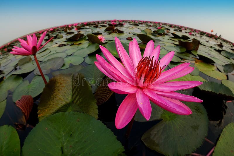 Big lotus stock image. Image of ubonratchathani, summer - 51313581
