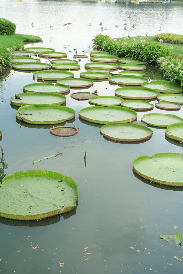 Big lotus stock photo. Image of lake, river, lotus, asian - 35040106