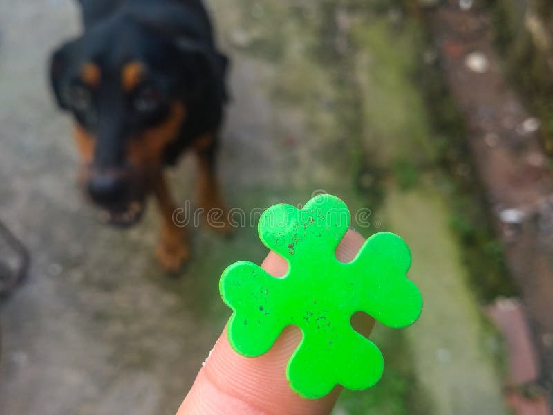 Big luck in having a pet stock image. Image of wildlife - 186803465