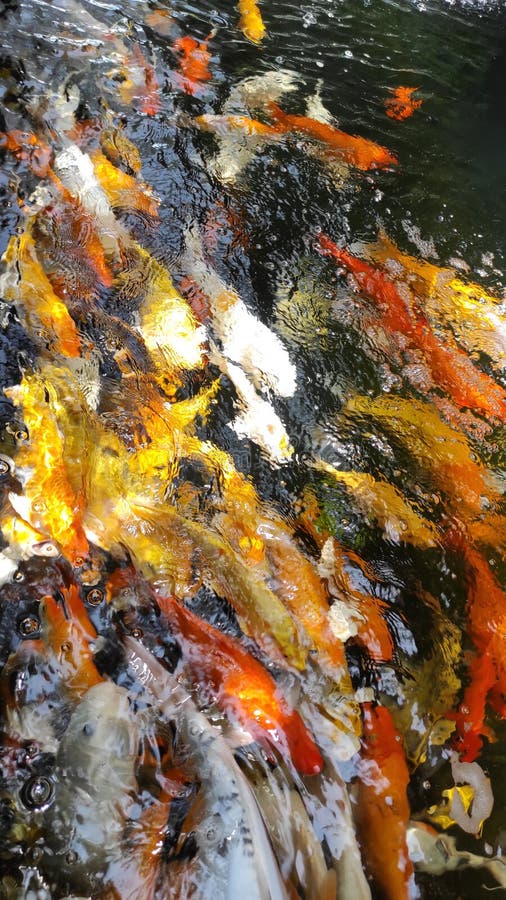 Big Lucky Asian Koi Fish Pond Stock Photo - Image of lucky, pond: 248691528