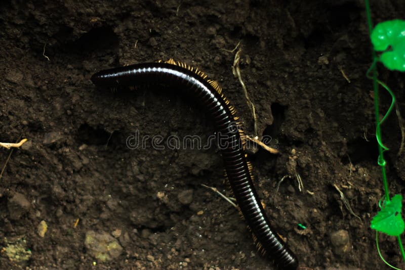 The Big Luwing that is in the Land of the Mountainous Area Stock Photo ...