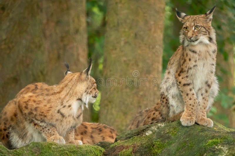 A Big Lynx is Attentive Outside Stock Image - Image of carnivore ...