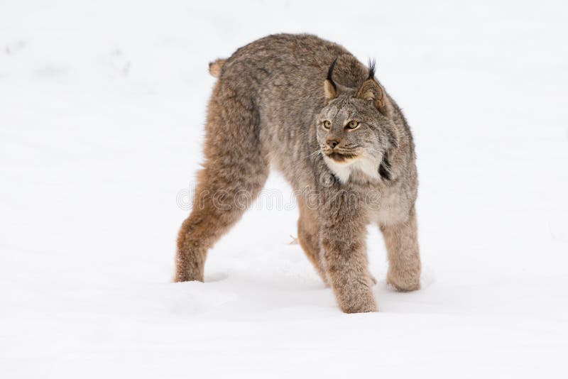 Big lynx in snow stock photo. Image of hunter, lynx, canada - 84994356
