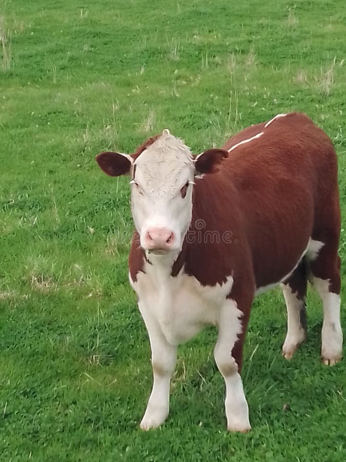 Big Mac cow stock image. Image of goat, pasture, animal - 231817691