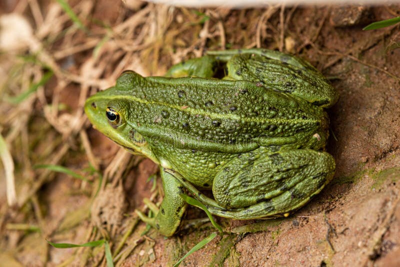 Big macro green grog stock image. Image of grass, ball - 190540393