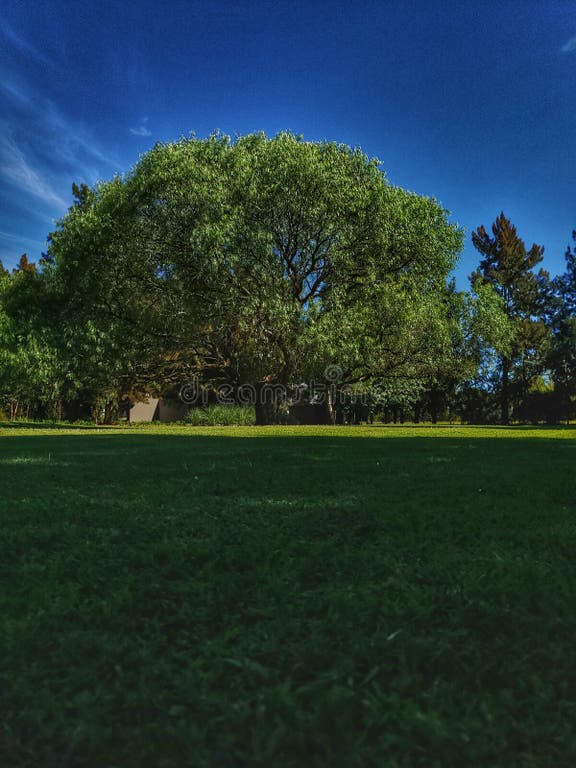 Big Magic Tree stock image. Image of forest, tree, magic - 162003075