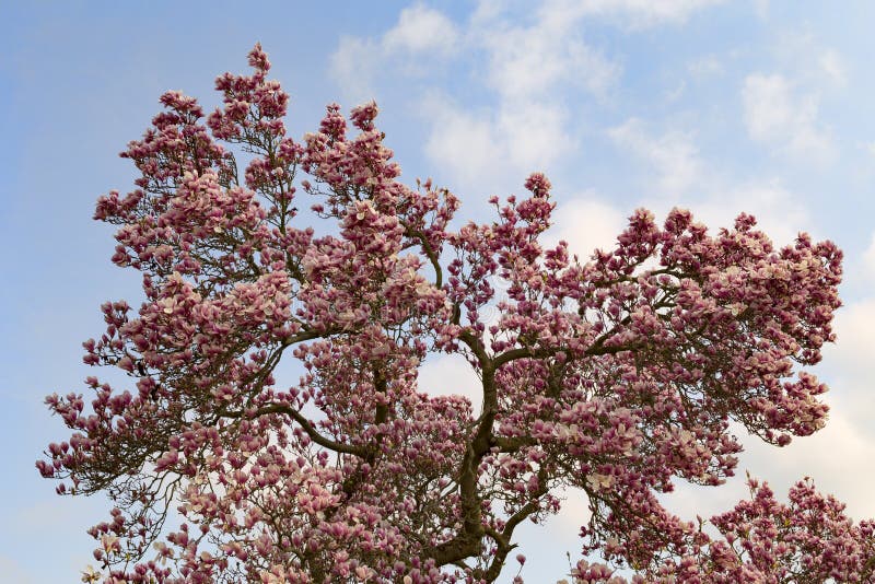 Big Magnolia Tree Bloom Stock Images - Download 1,194 Royalty Free Photos
