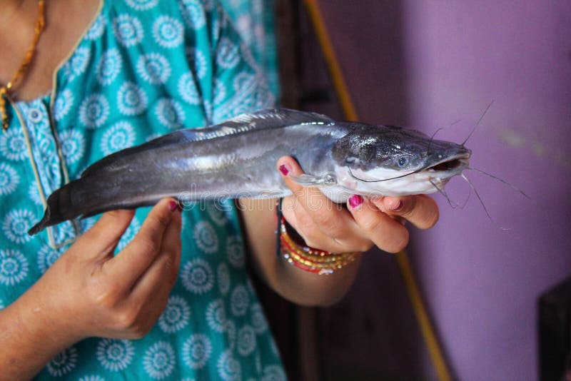 Big Magur Catfish in Hand of a Lady Fish Farmer Stock Image - Image of ...