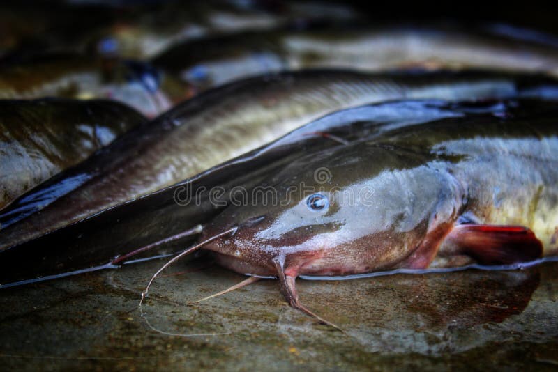 Big Magur Clarias Catfish Close Up on Floor HD Stock Photo - Image of ...