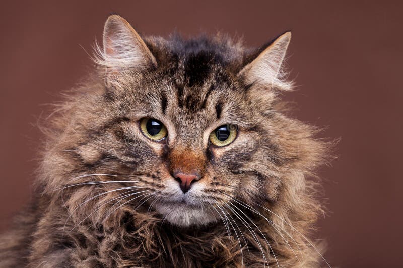 Big Maine Coon breed cat stock photo. Image of portrait - 272533364