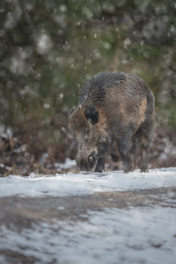 A big male boar stock photo. Image of brown, portrait - 68521058