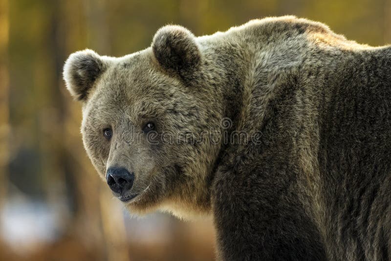 Big Male Brown Bear Looking Back Stock Photos - Free & Royalty-Free ...