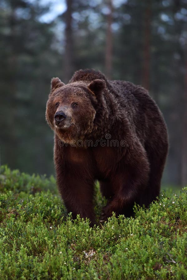 Bear Night Stock Images - Download 5,672 Royalty Free Photos