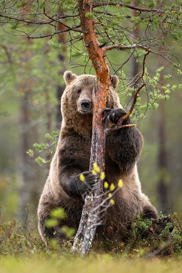 Big Male Brown Bear with a Pine Tree Stock Photo - Image of grizzly ...