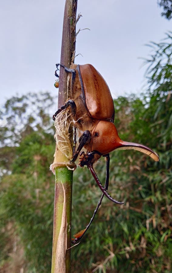 Big male bug stock photo. Image of flower, invertebrate - 221996852
