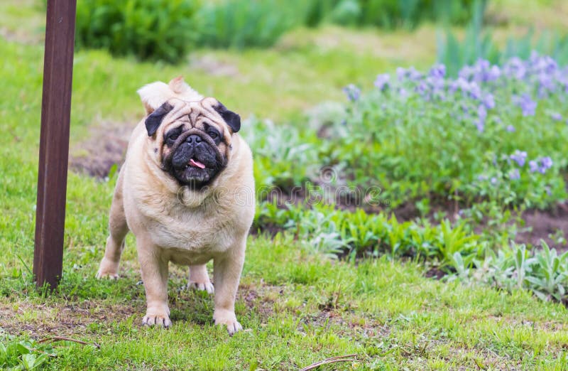 Big Male Dog Pug Enjoying Outdoors Stock Image - Image of sitting ...