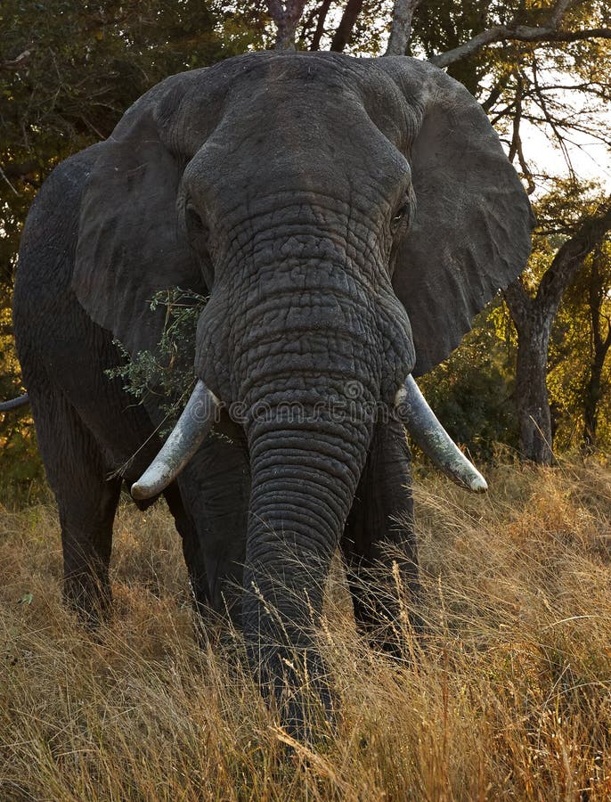 Big Male Elephant Walking in the Savannah Stock Photo - Image of blue ...