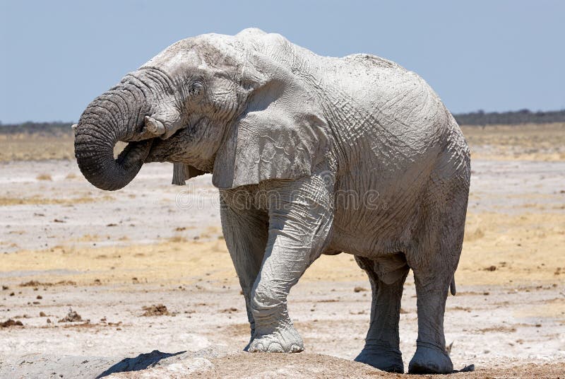 Big male elephant stock image. Image of large, etosha - 61532781