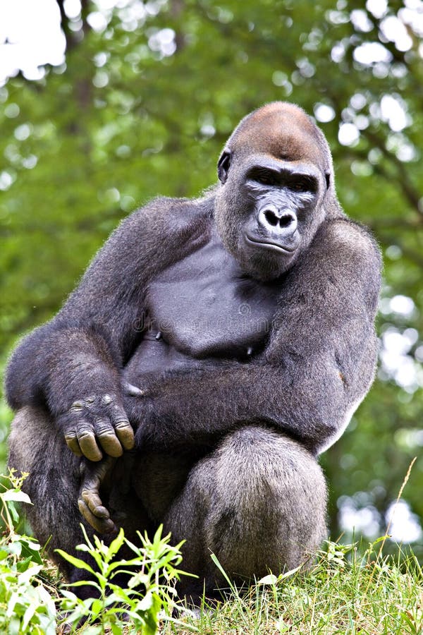 Gorilla primate stock image. Image of monkeys, primate - 44380921