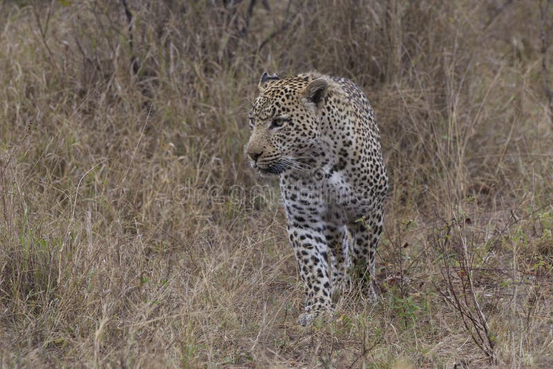Leopard with prey stock image. Image of endangered, blood - 35233191