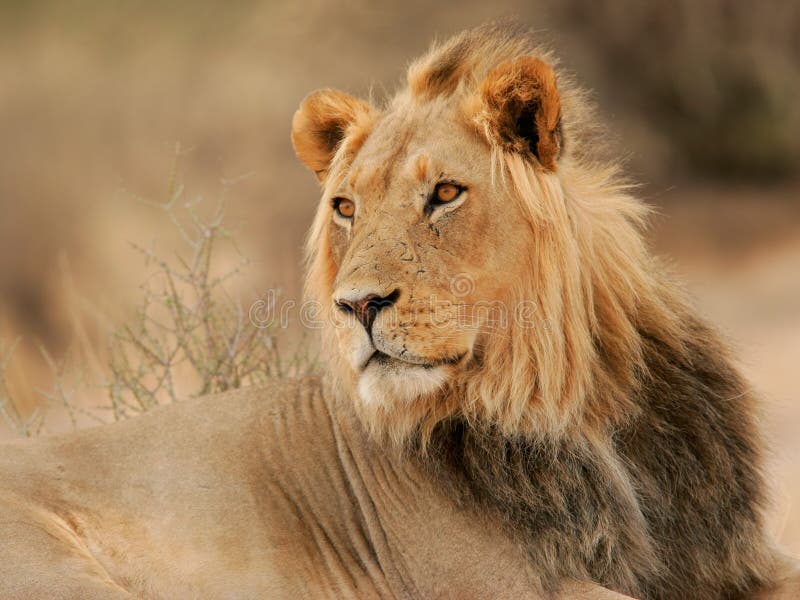 Big male lion stock photo. Image of feline, big5, safari - 2220822