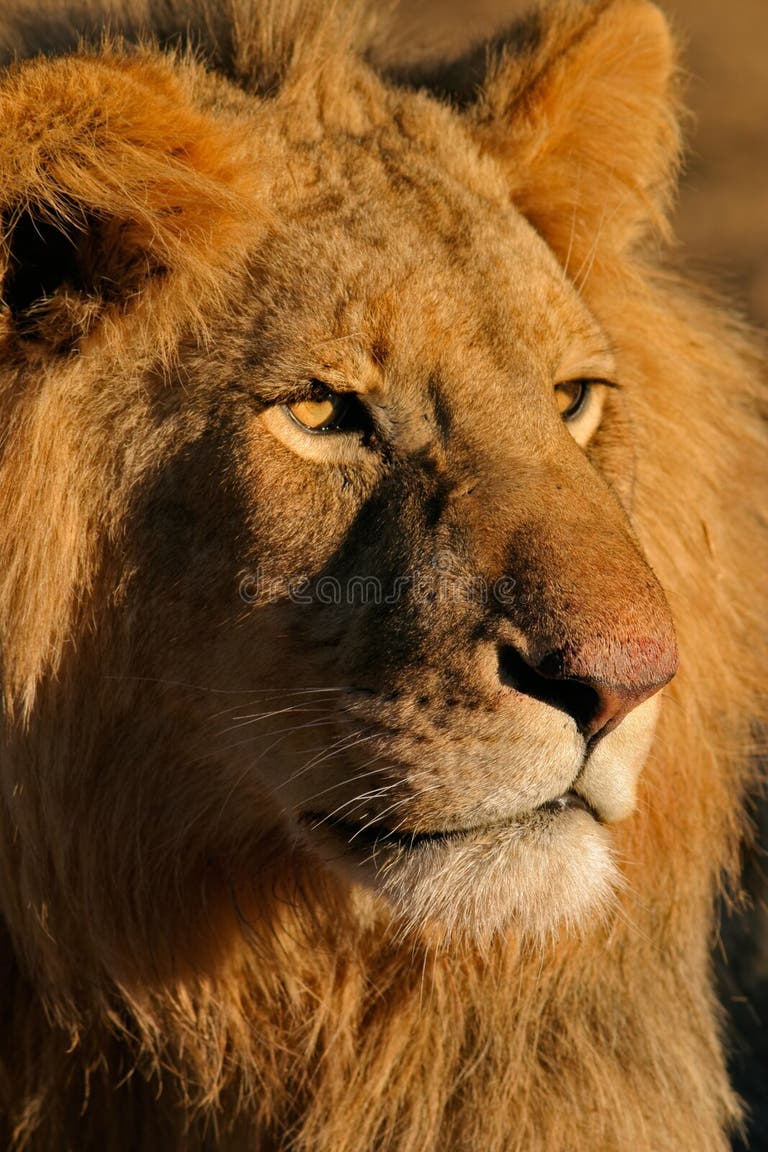 33,489 Big Male Lion Stock Photos - Free & Royalty-Free Stock Photos ...