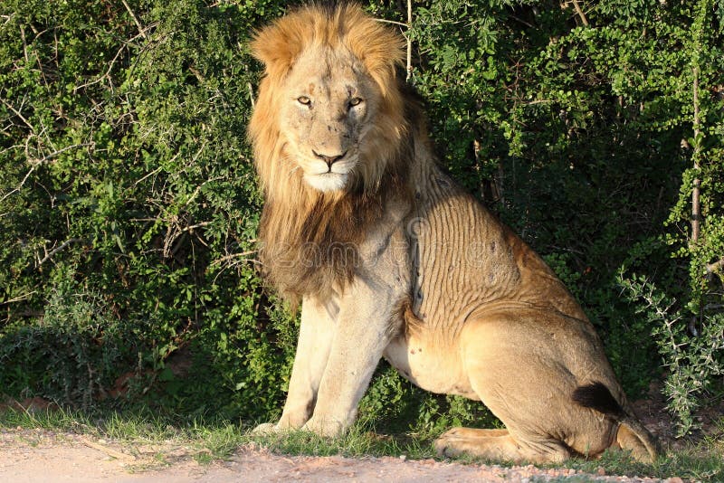 Big Male Lion stock photo. Image of resting, king, carnivore - 20030968