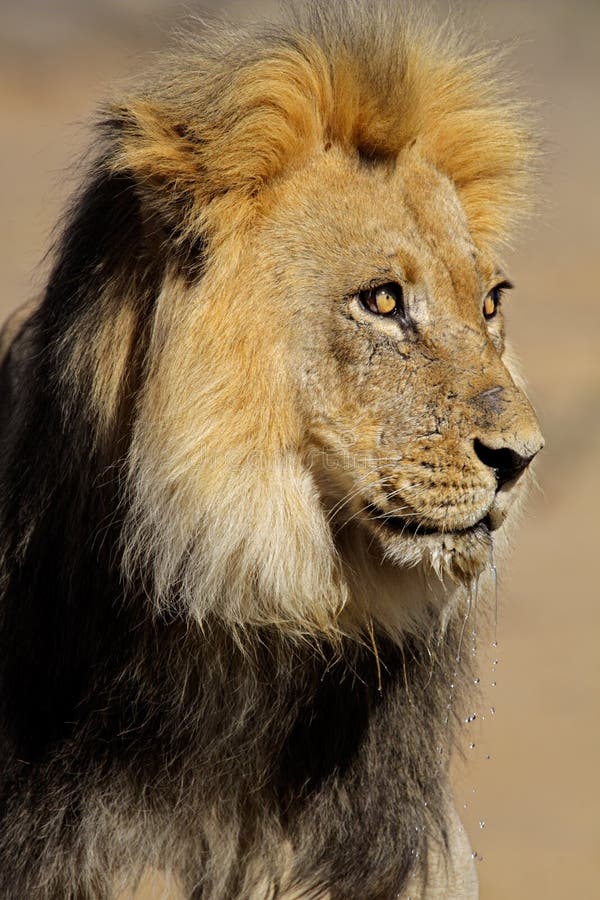 Big male lion stock image. Image of mane, dangerous, face - 20908377